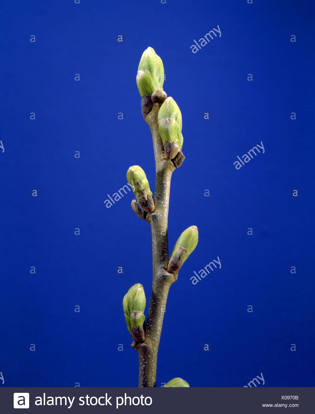 Lateral Bud High Resolution Stock Photography and Images - Alamy