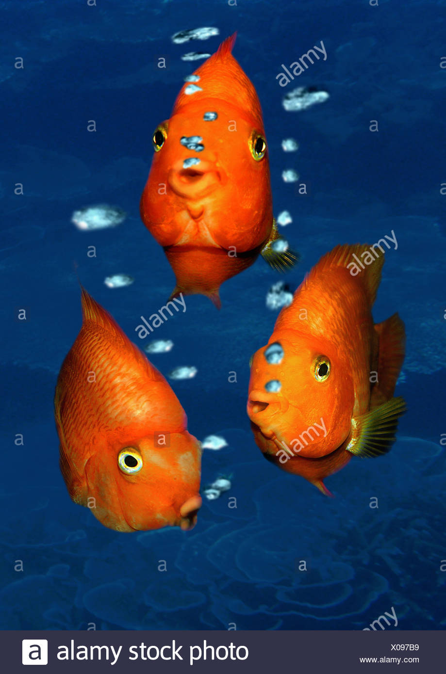 Three Fishes High Resolution Stock Photography and Images - Alamy