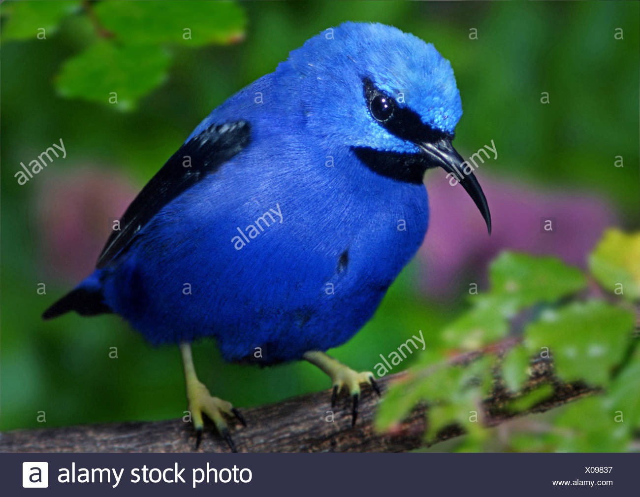 Honeycreepers High Resolution Stock Photography and Images - Alamy