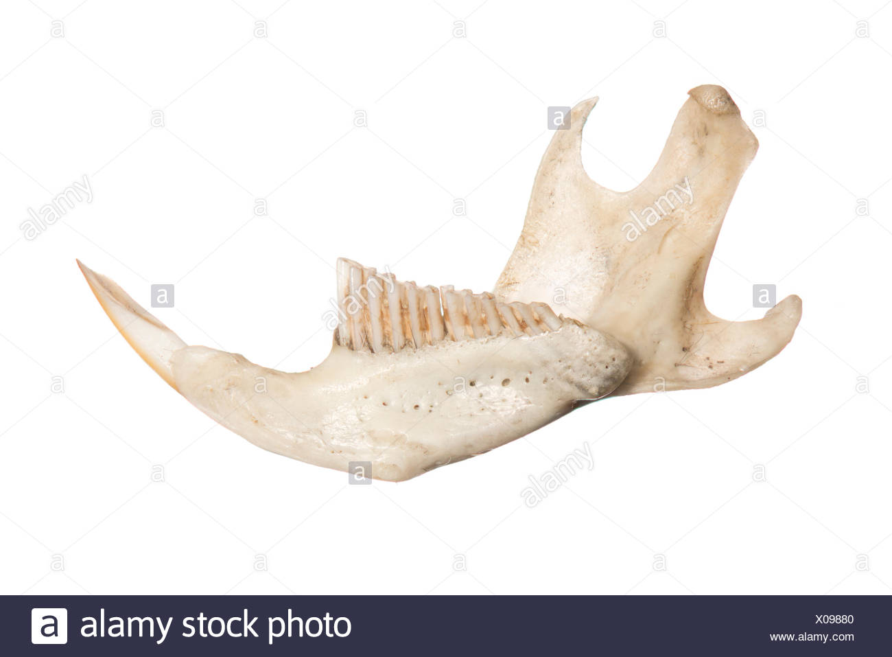 Lower Jaw High Resolution Stock Photography and Images - Alamy