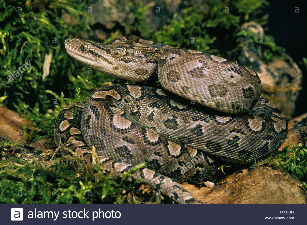 Boa Cenchria High Resolution Stock Photography and Images - Alamy
