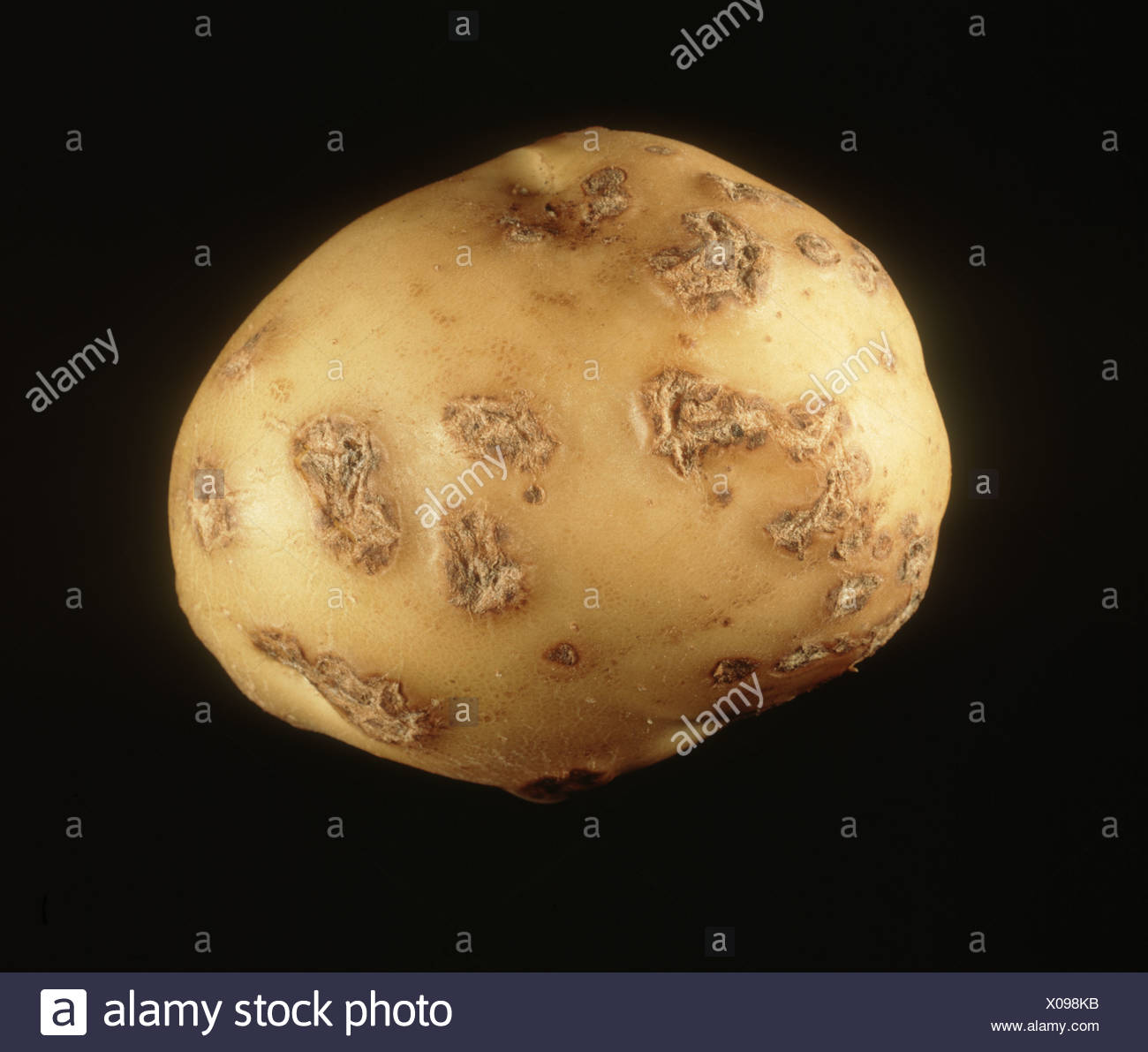 Streptomyces Scabies High Resolution Stock Photography and Images - Alamy