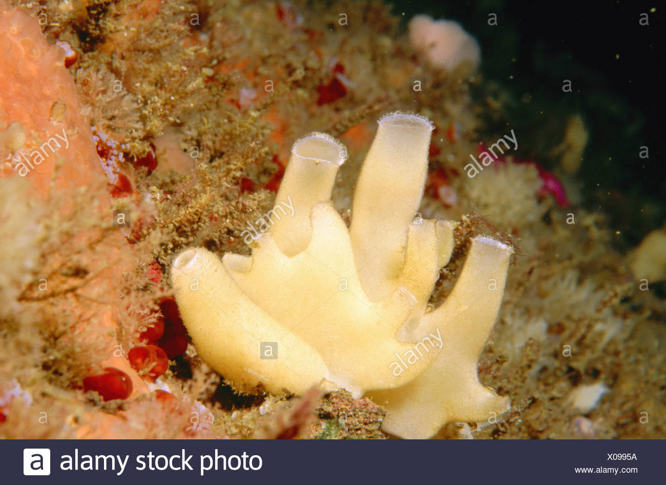 Grantia High Resolution Stock Photography and Images - Alamy