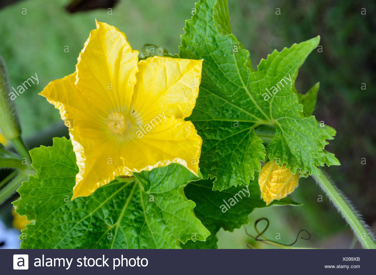 Benincasa Hispida High Resolution Stock Photography and Images - Alamy