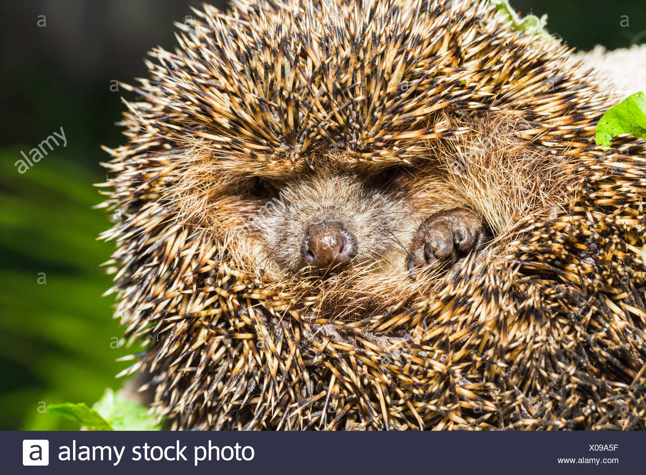 Four Toed High Resolution Stock Photography and Images - Alamy