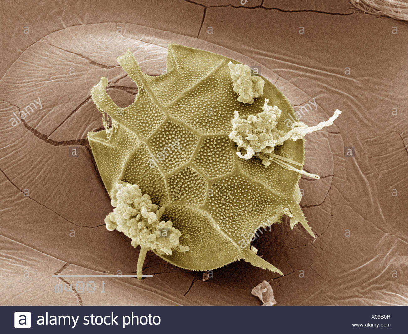 Plankton Microscope High Resolution Stock Photography and Images - Alamy