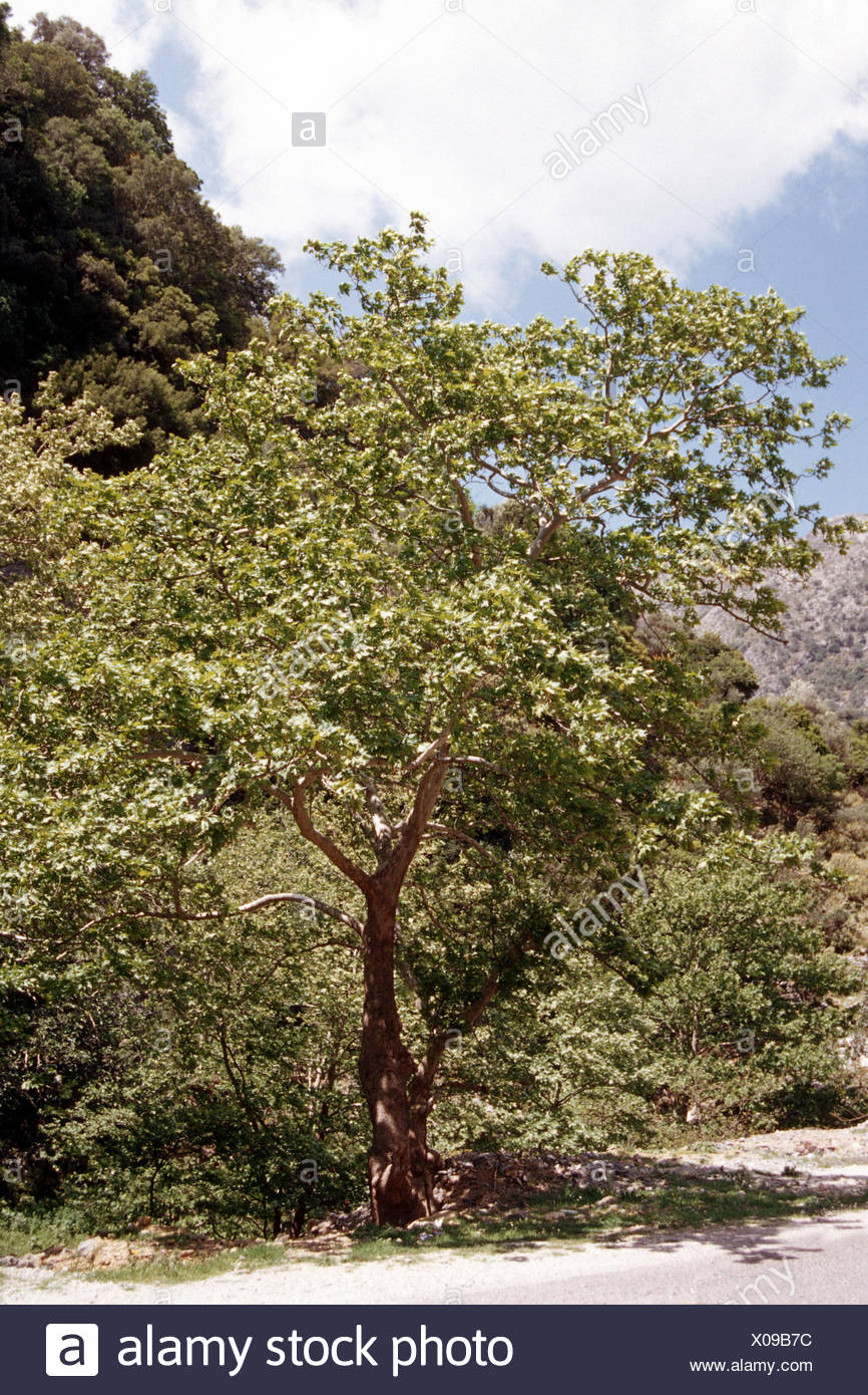 Oriental Plane Trees High Resolution Stock Photography and Images - Alamy
