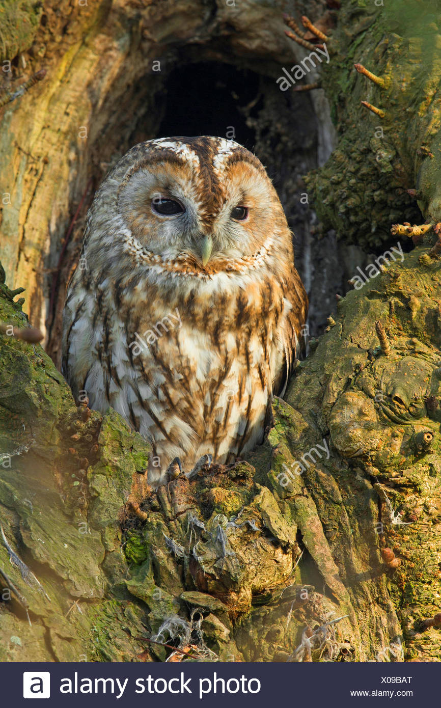 Owl Tree Hole High Resolution Stock Photography and Images - Alamy