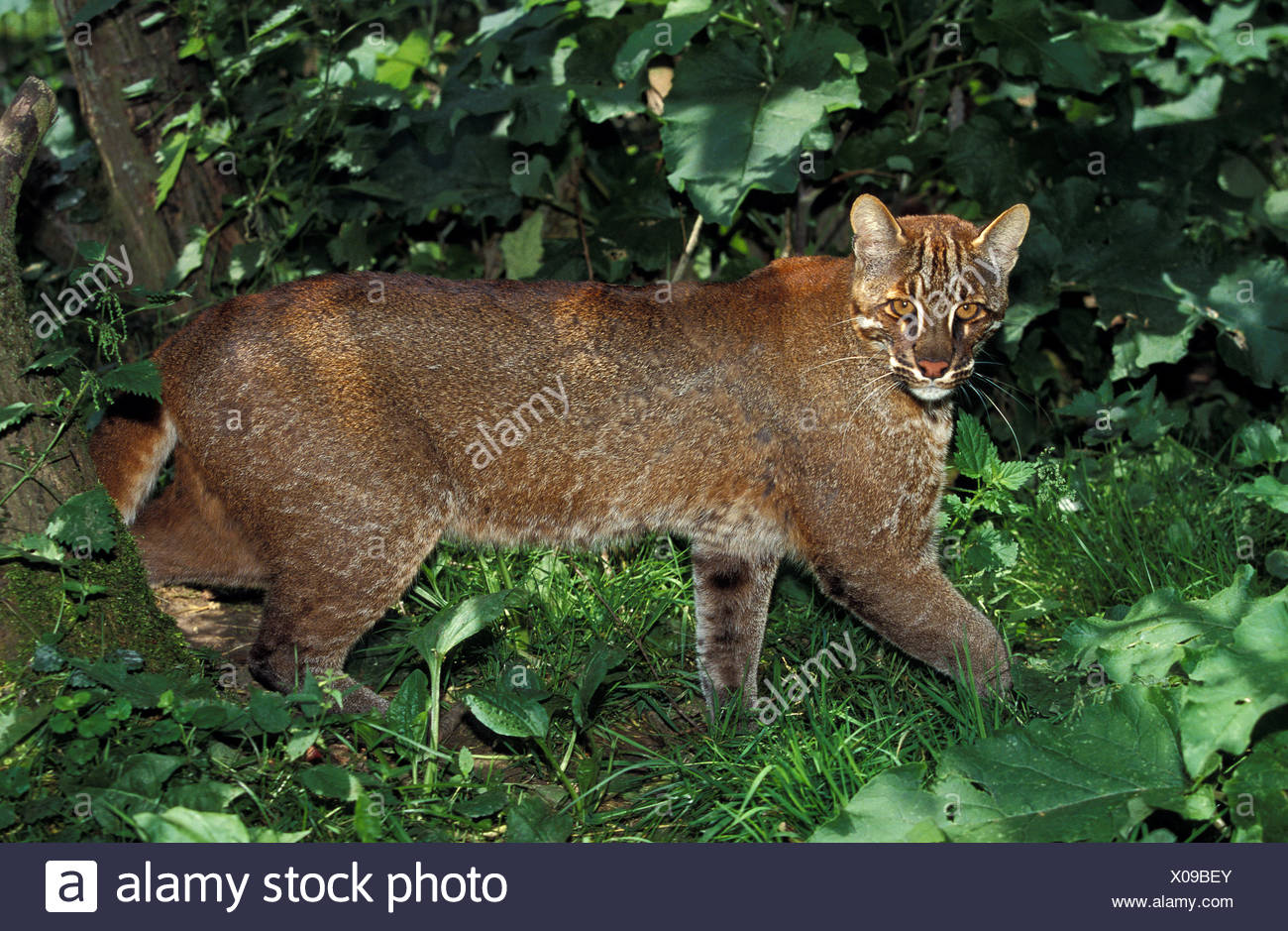 Asian Golden Cat Catopuma Temminckii High Resolution Stock Photography ...
