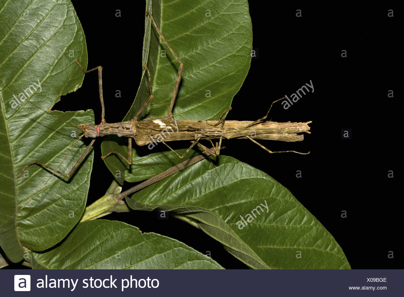 Phylliidae High Resolution Stock Photography and Images - Alamy
