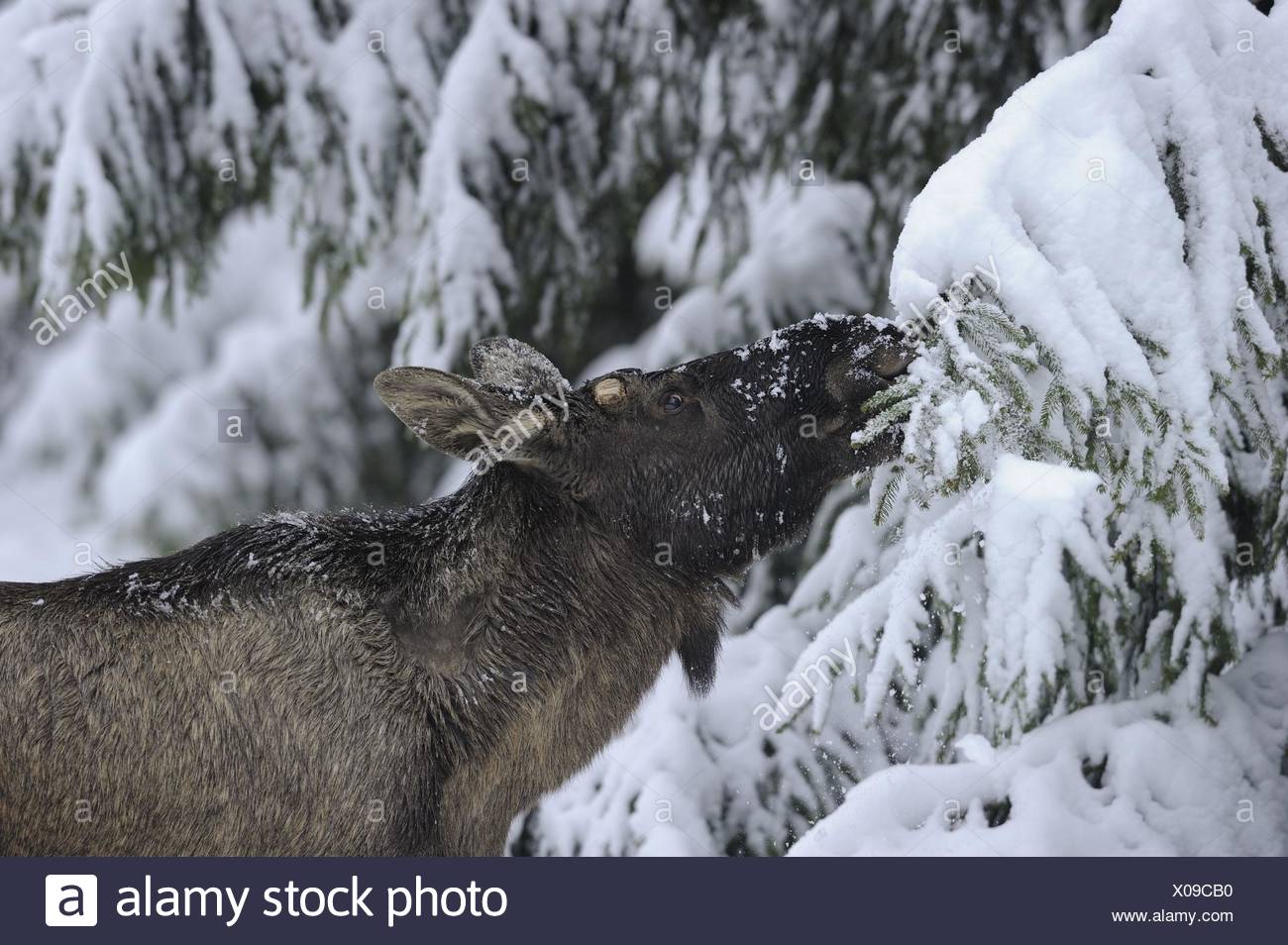 Moose Behavior Stock Photos & Moose Behavior Stock Images - Alamy