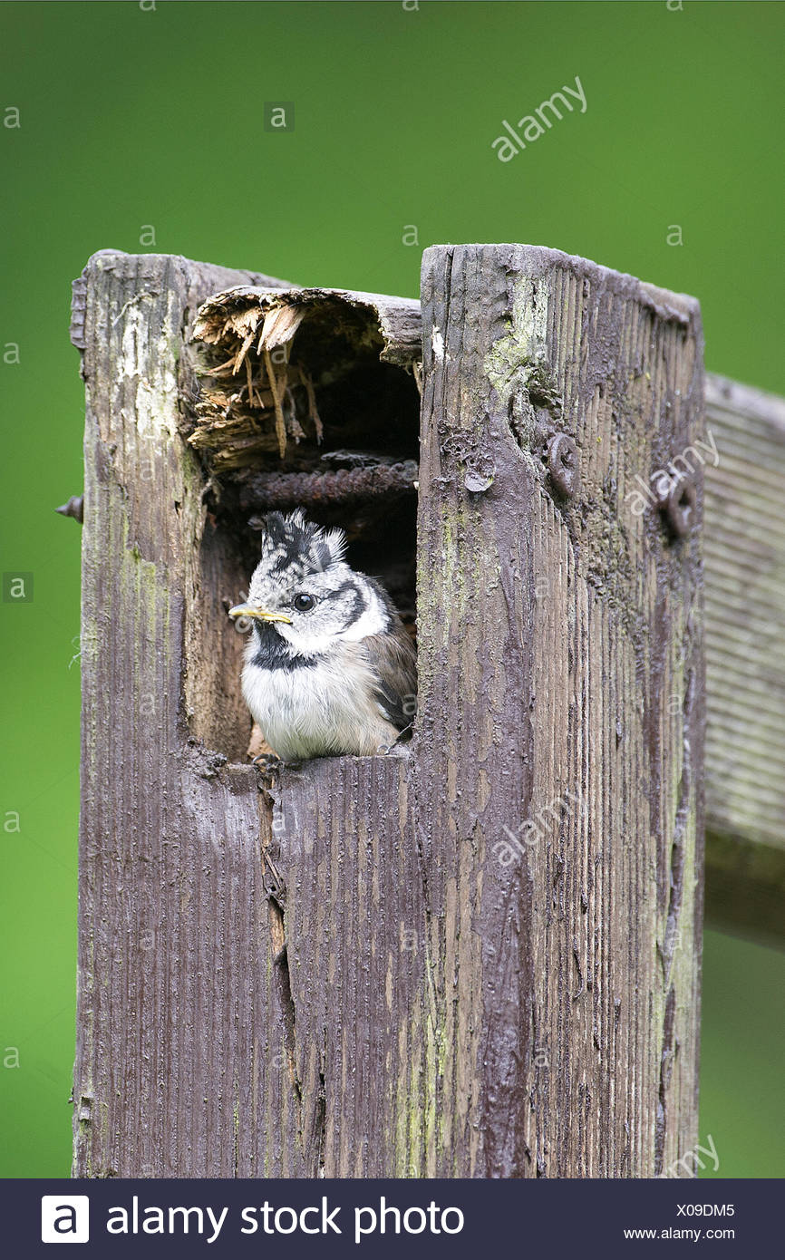 Parus Cristatus High Resolution Stock Photography and Images - Alamy