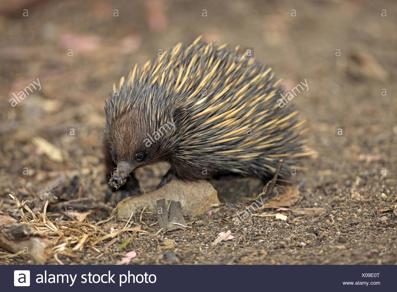 Monotremes Egg High Resolution Stock Photography and Images - Alamy