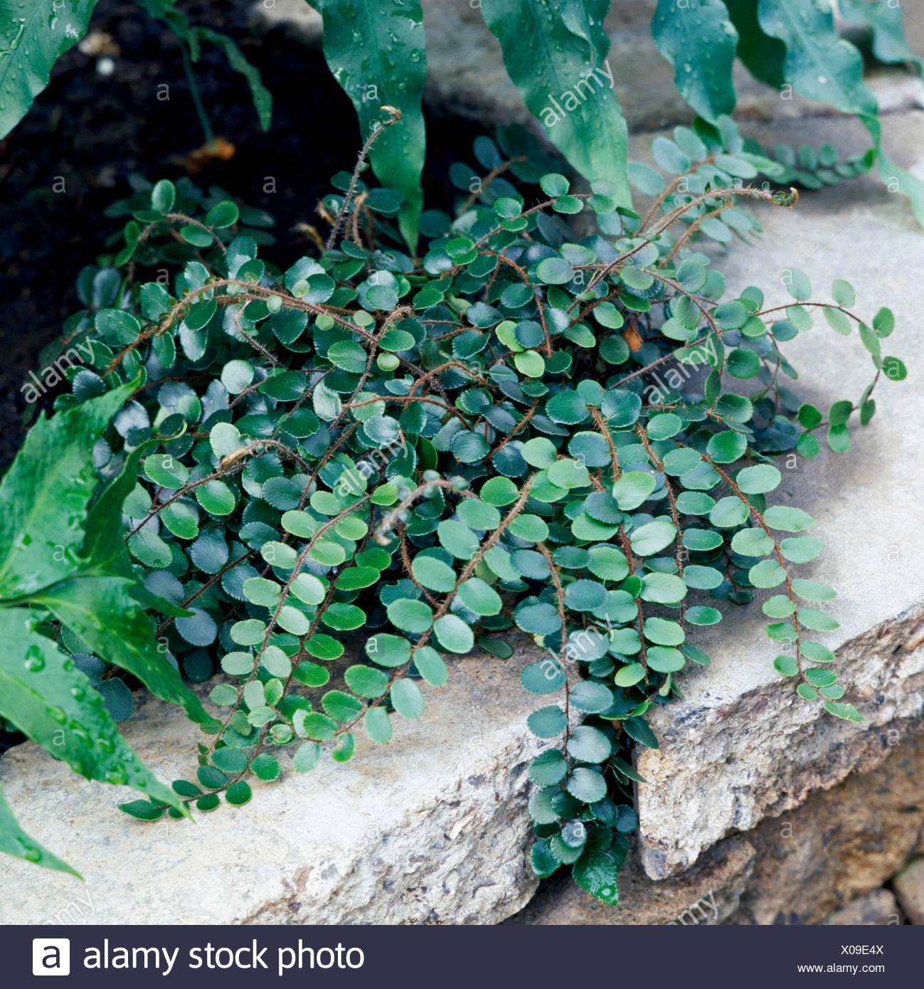 Pellaearotundifolia High Resolution Stock Photography and Images - Alamy