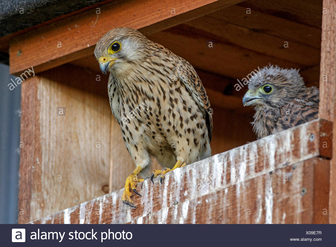 Two Kestrels High Resolution Stock Photography and Images - Alamy