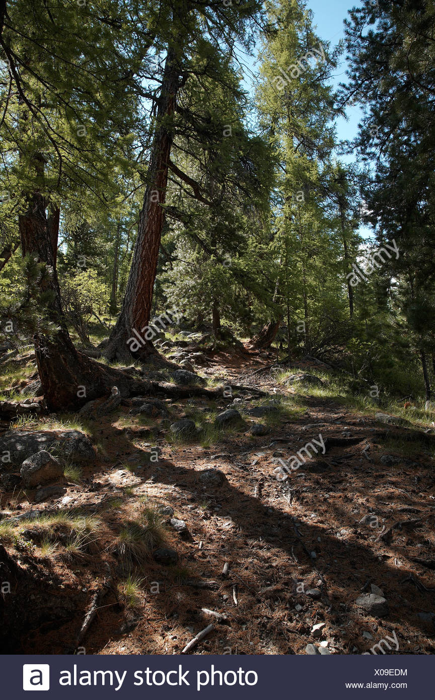 Taiga Trees High Resolution Stock Photography and Images - Alamy