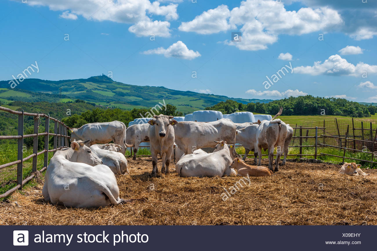Tuscan Cattle High Resolution Stock Photography and Images - Alamy