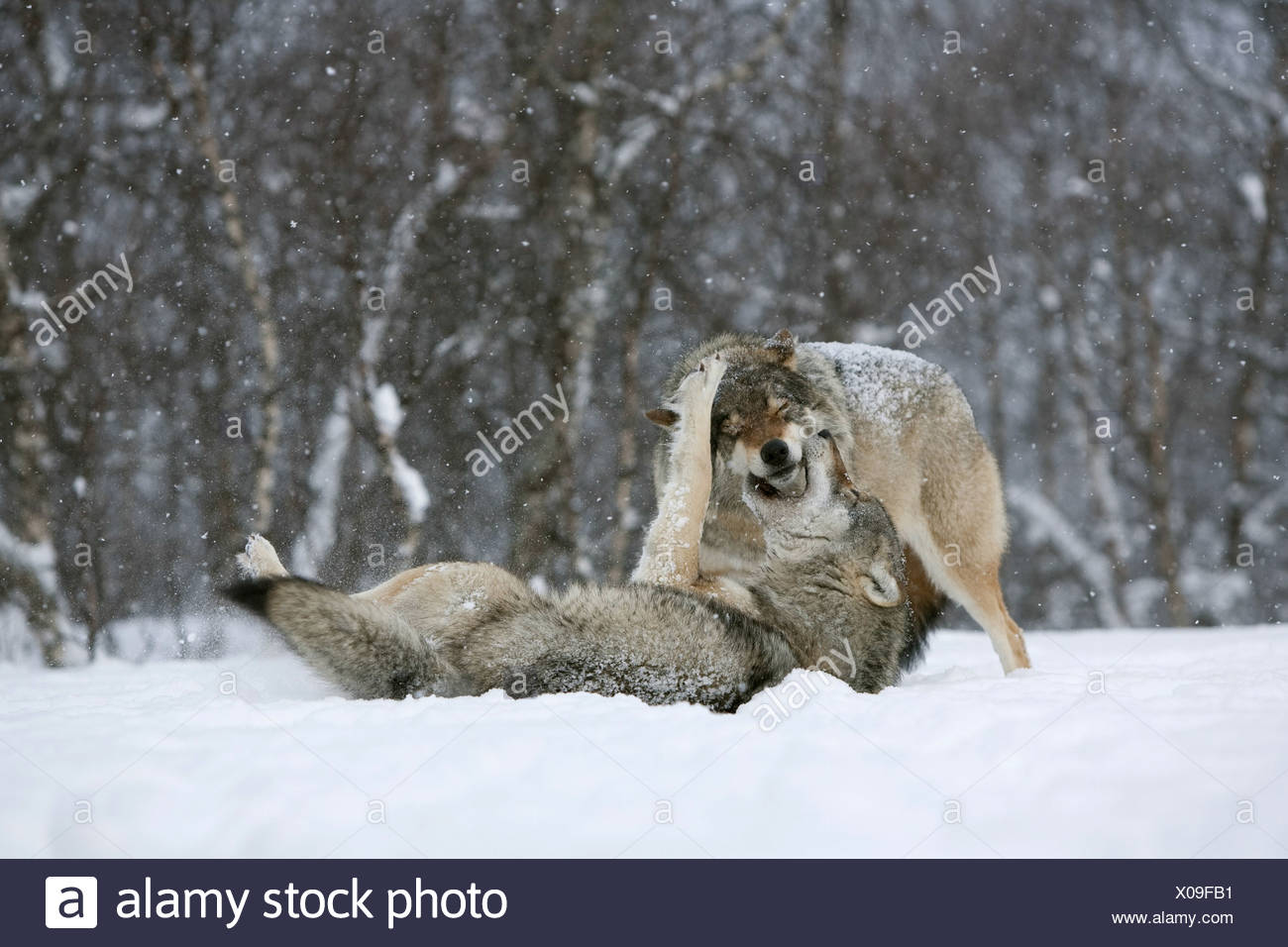 Boreal Forest Landscape Fauna High Resolution Stock Photography and ...