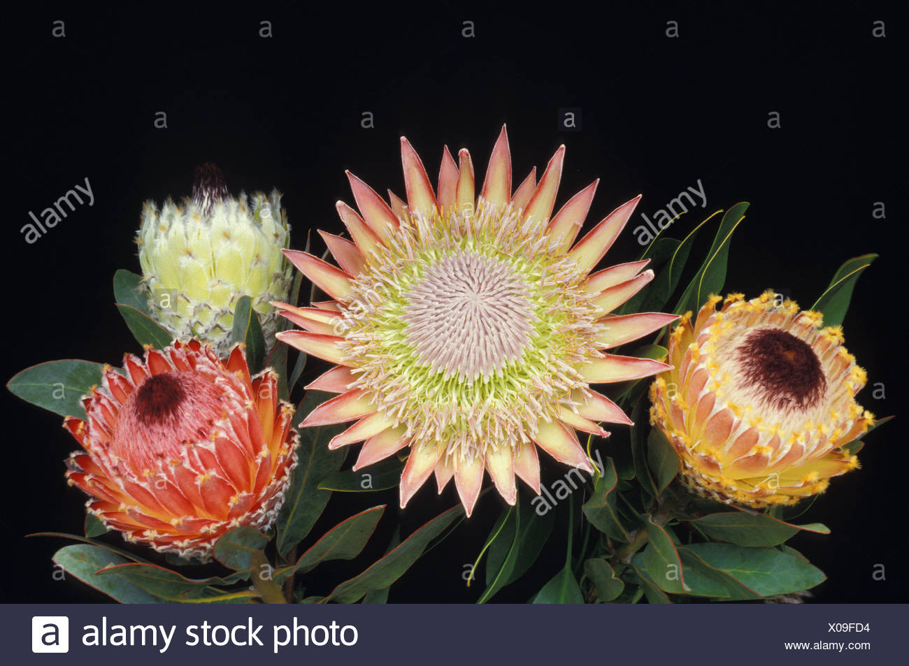 Protea Magnifica High Resolution Stock Photography and Images - Alamy