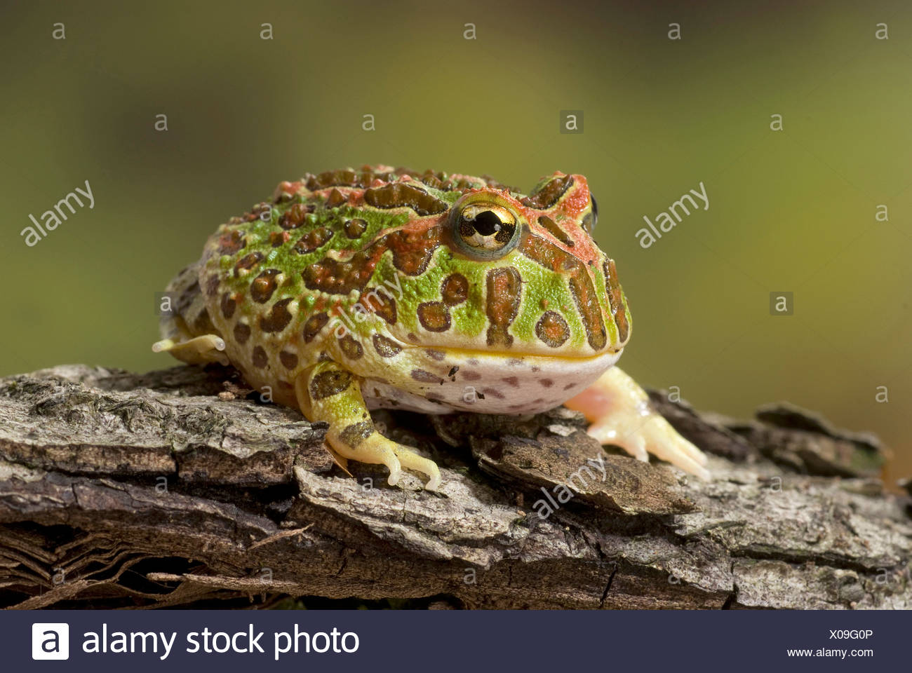 Escuerzo Ceratophrys Ornata High Resolution Stock Photography and ...