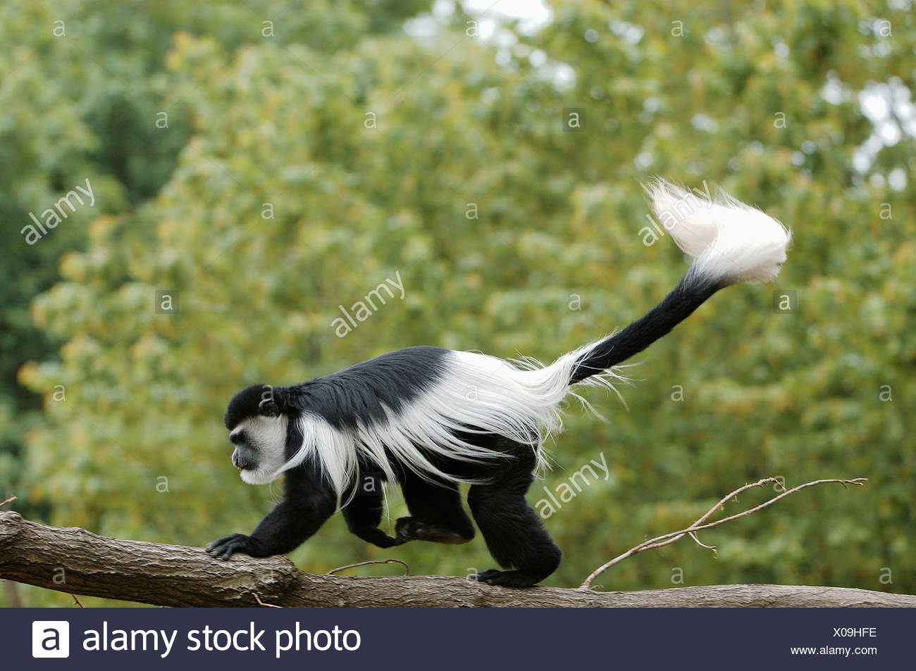 Colobus Monkey High Resolution Stock Photography and Images - Alamy
