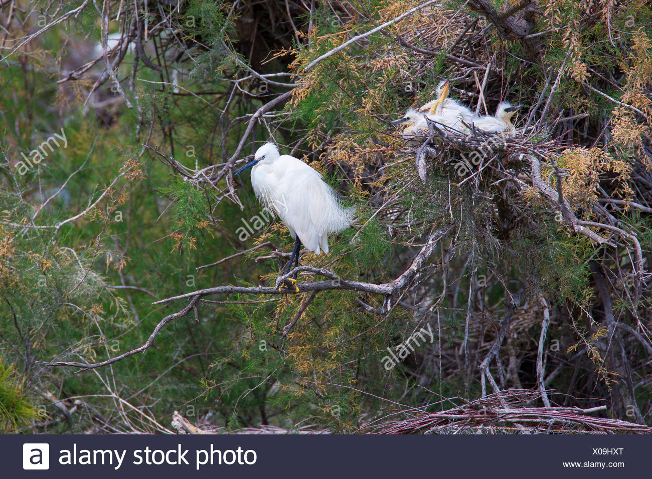 Little Egret Nest High Resolution Stock Photography and Images - Alamy