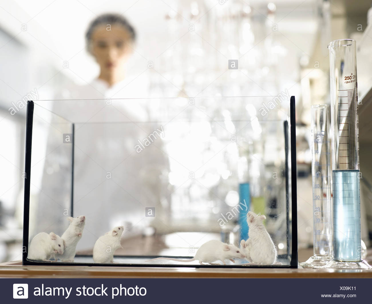 Laboratory Mice Stock Photos & Laboratory Mice Stock Images - Alamy