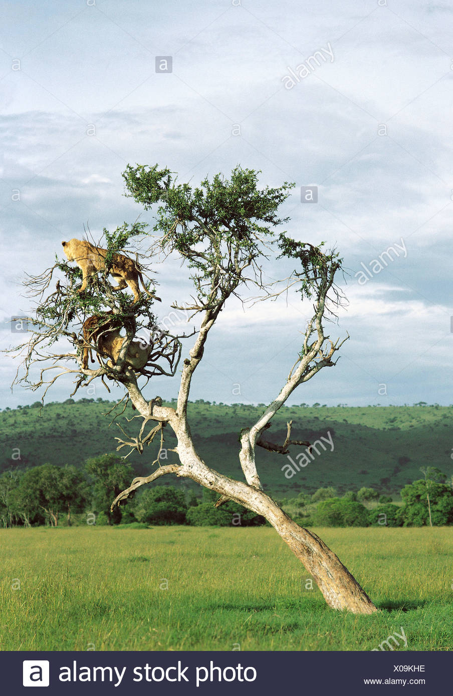 Balanites Stock Photos & Balanites Stock Images - Alamy