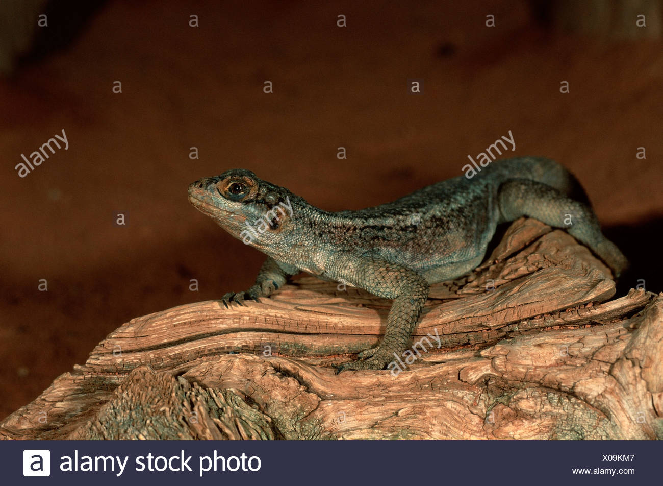 Zonosaurus Stock Photos & Zonosaurus Stock Images - Alamy