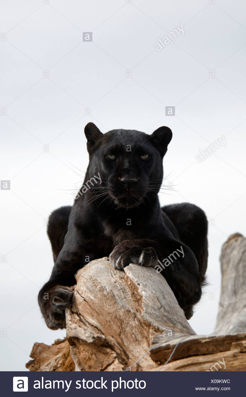 Black Panther Animal High Resolution Stock Photography and Images - Alamy