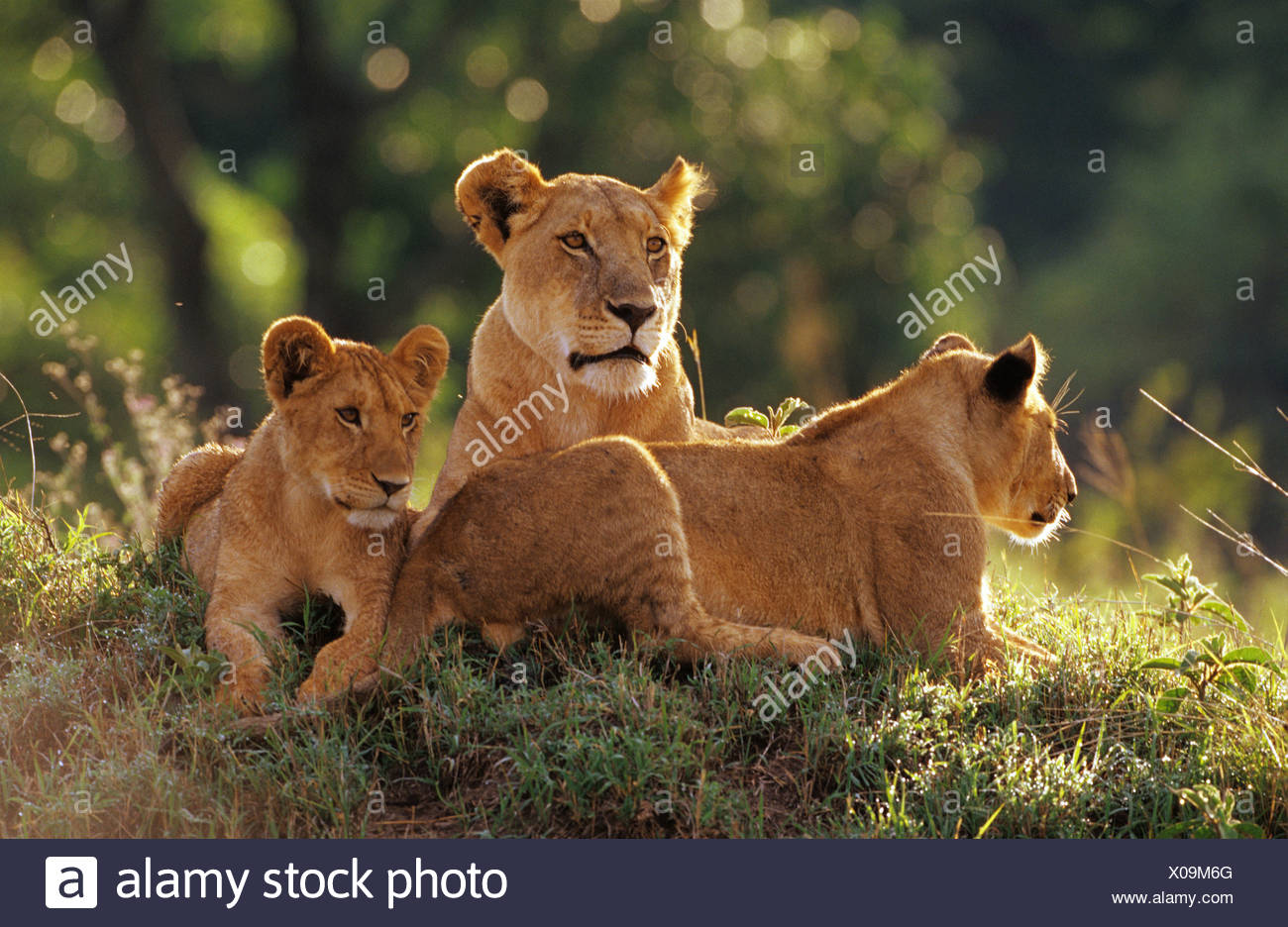 Lion Lioness Cubs Stock Photos & Lion Lioness Cubs Stock Images - Alamy