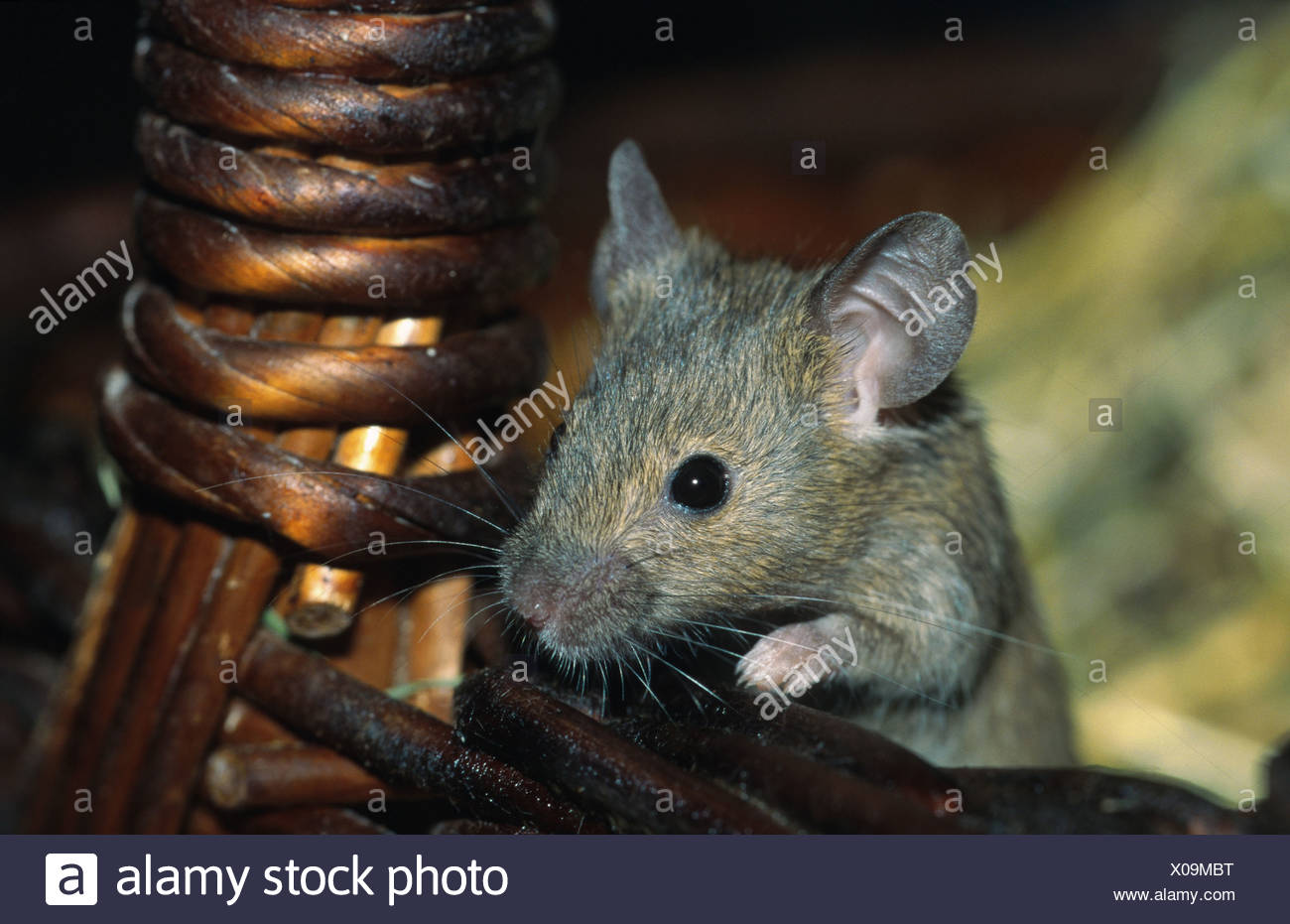 Mus Musculus Germany Stock Photos & Mus Musculus Germany Stock Images ...