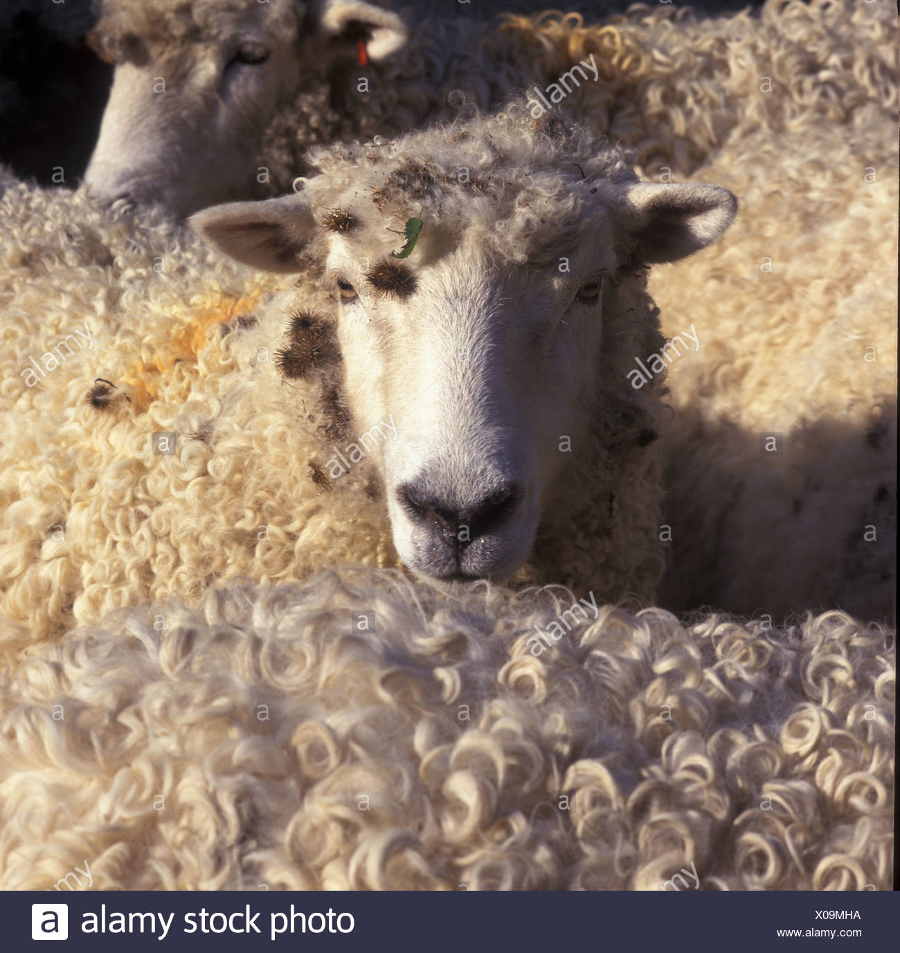 Burrs Animal High Resolution Stock Photography and Images - Alamy
