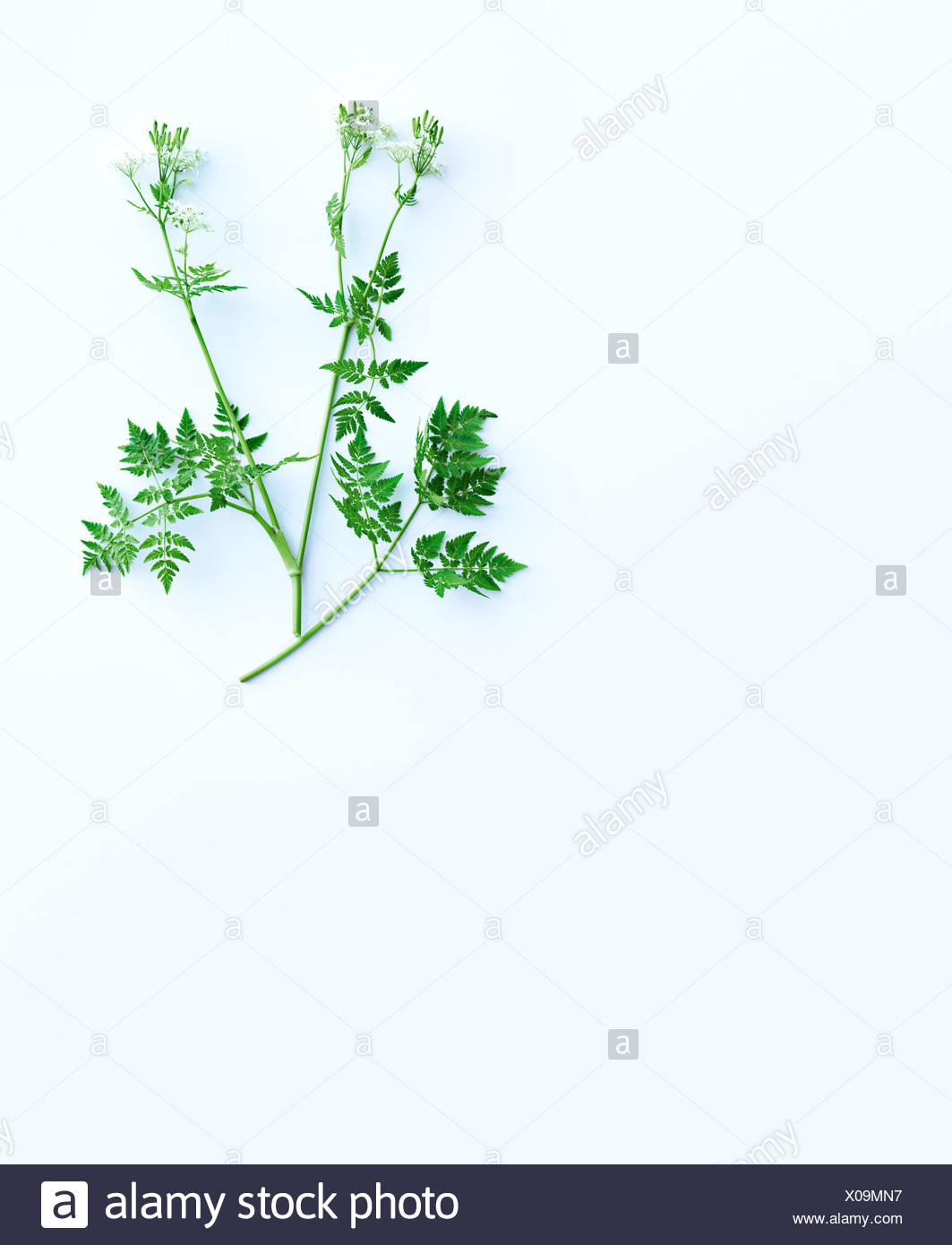 Plant Leaf Stem High Resolution Stock Photography and Images - Alamy