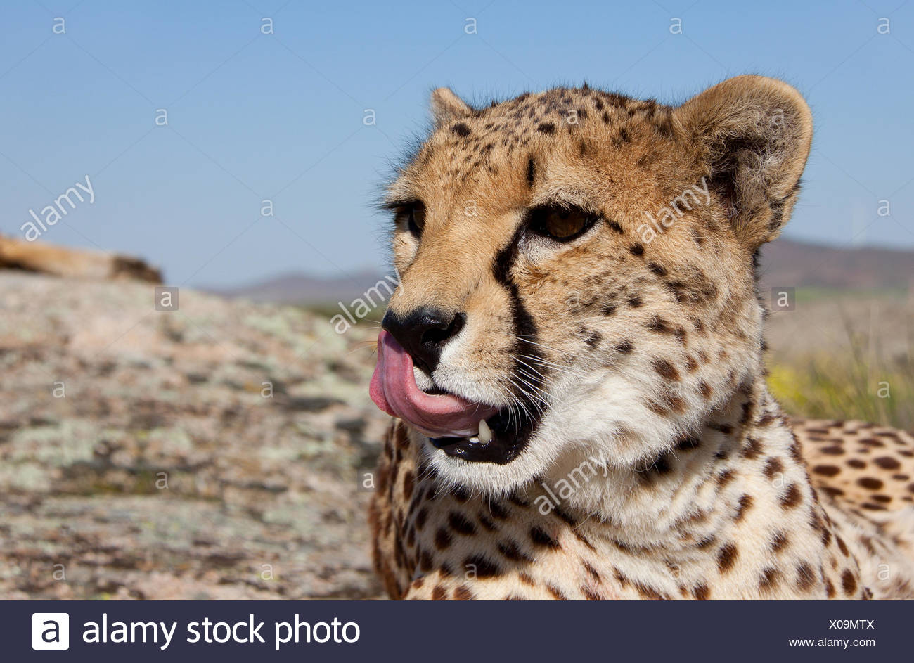 Hungry Cheetah High Resolution Stock Photography and Images - Alamy