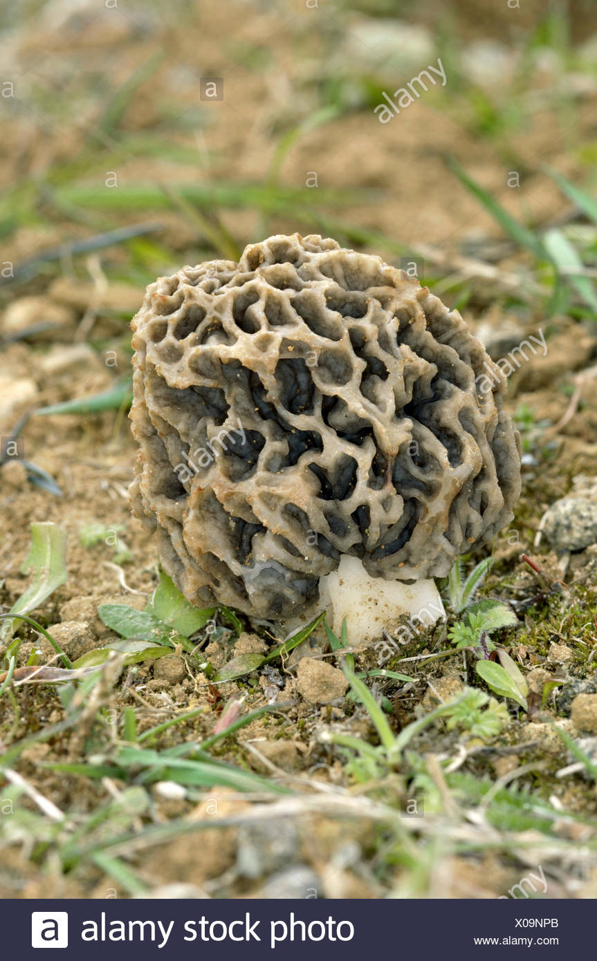 Morchella Fungi High Resolution Stock Photography and Images - Alamy