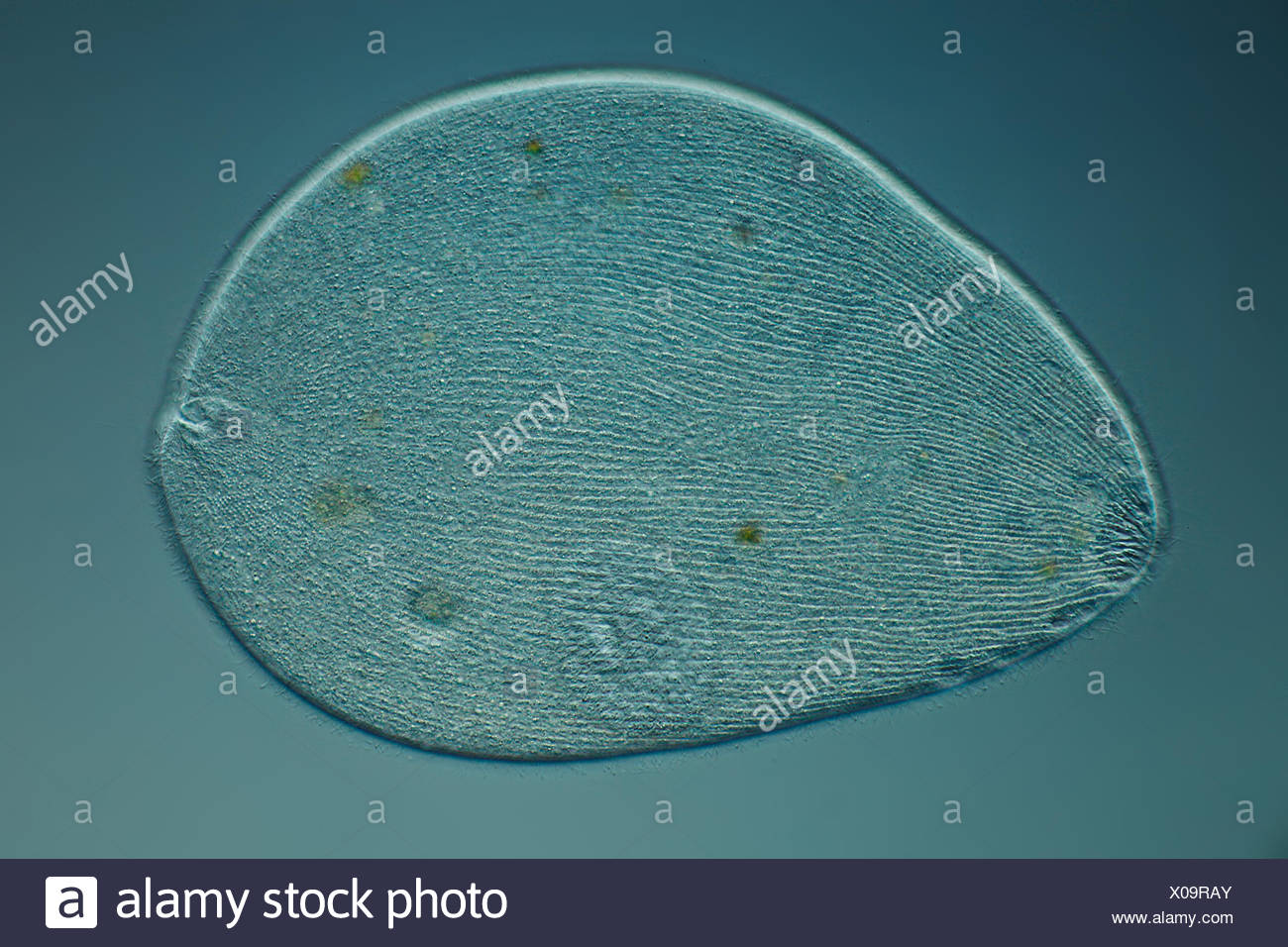 Ciliates (ciliata) High Resolution Stock Photography and Images - Alamy