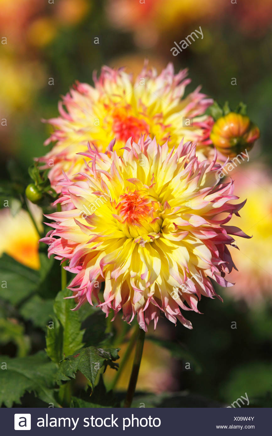 Dahlia Hapet Stock Photos & Dahlia Hapet Stock Images - Alamy