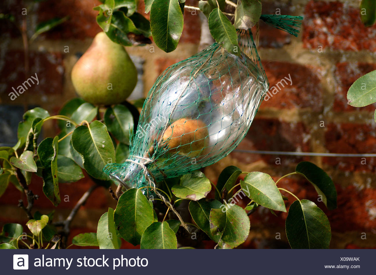 Williams Birne High Resolution Stock Photography and Images - Alamy
