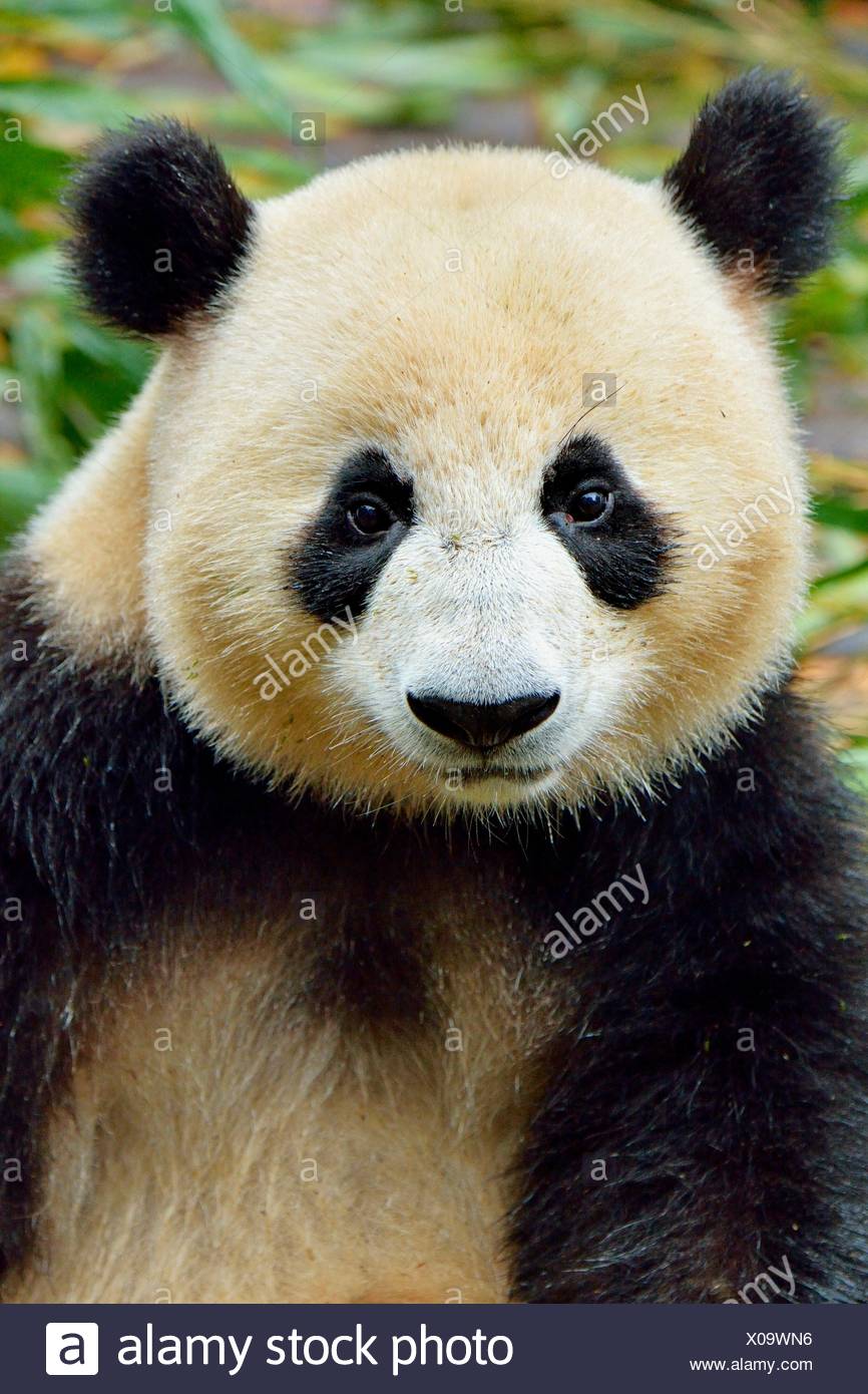 Eye Panda High Resolution Stock Photography and Images - Alamy