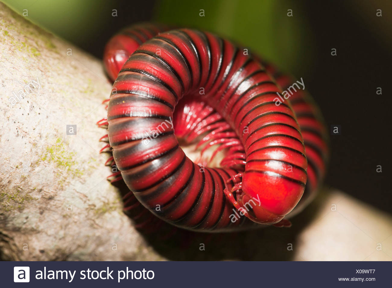 Red Millipedes High Resolution Stock Photography and Images - Alamy