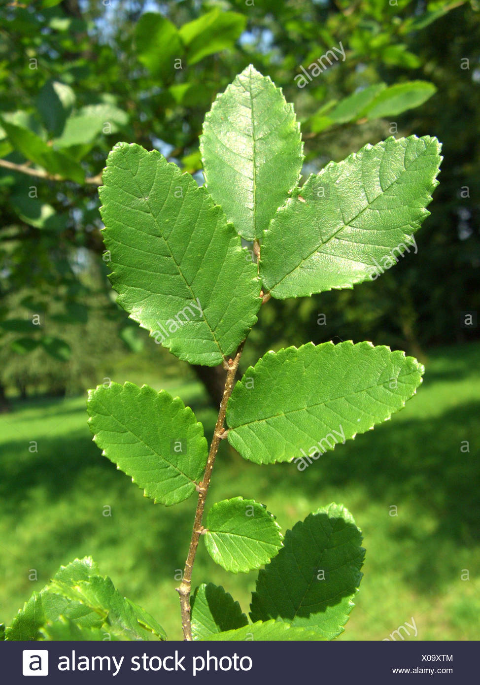 Cedar Tree Of Texas High Resolution Stock Photography and Images - Alamy