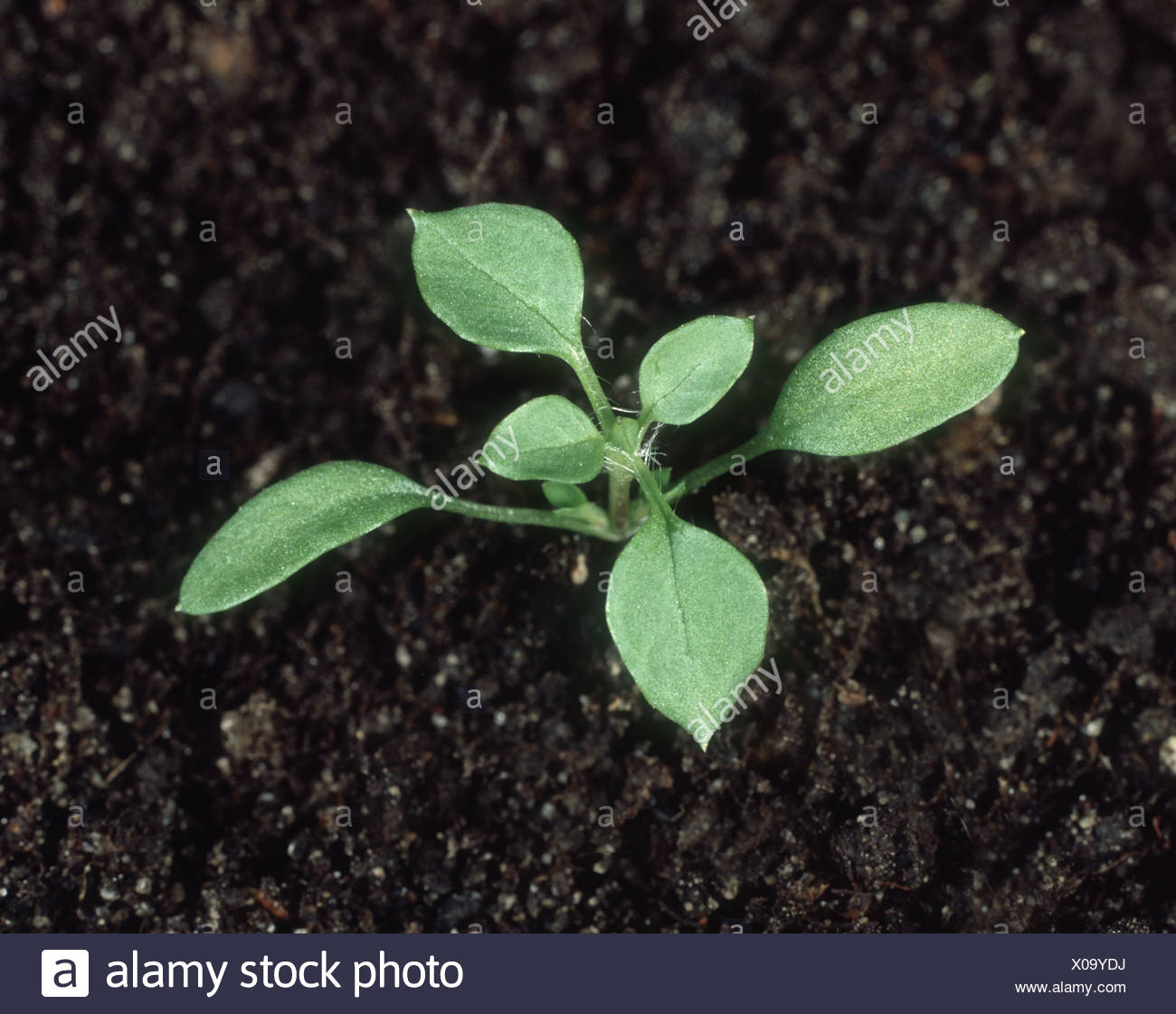 Chickweed Stellaria Media Seedling Cotyledon High Resolution Stock ...