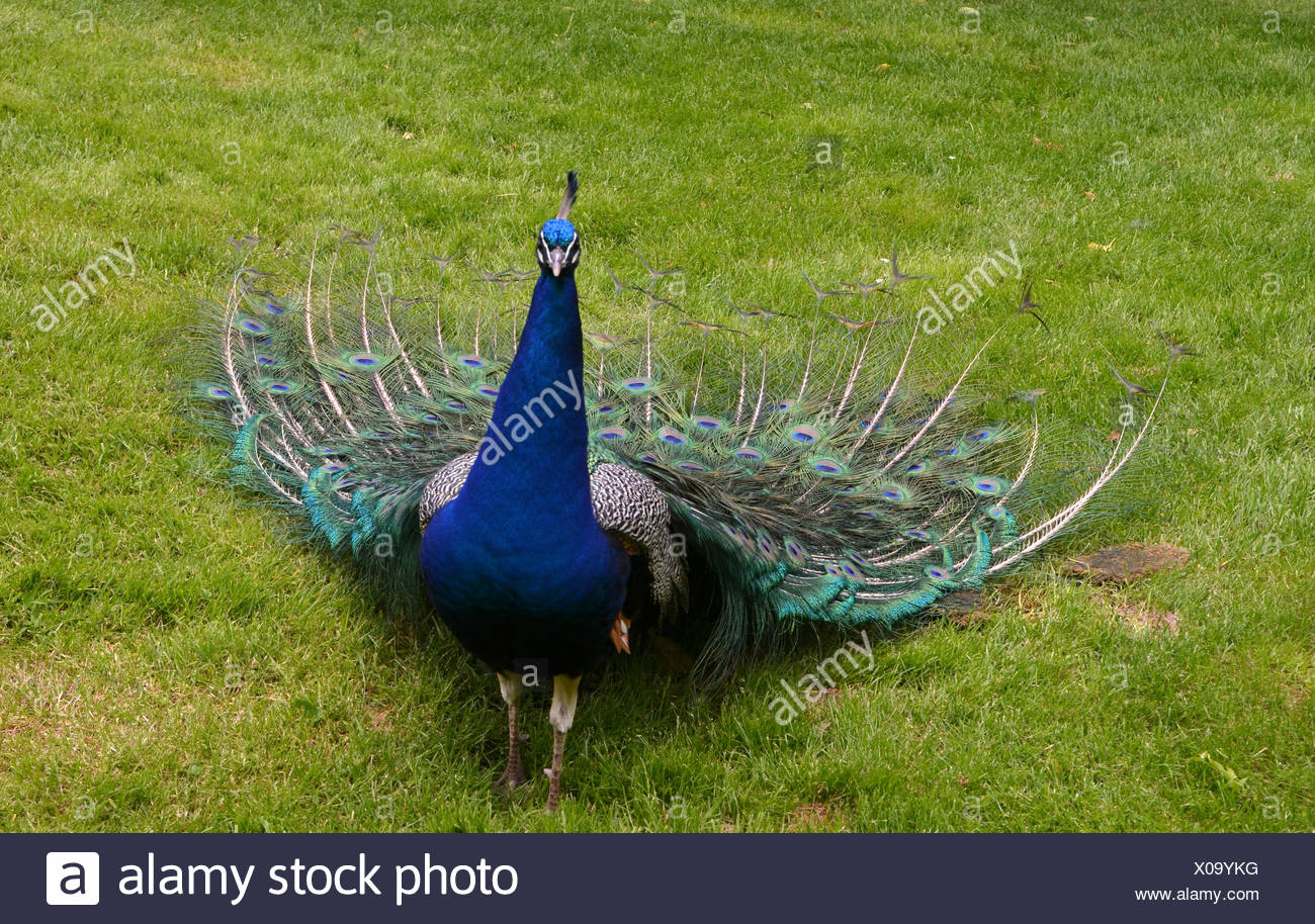 Peacock Feather Fan High Resolution Stock Photography and Images - Alamy