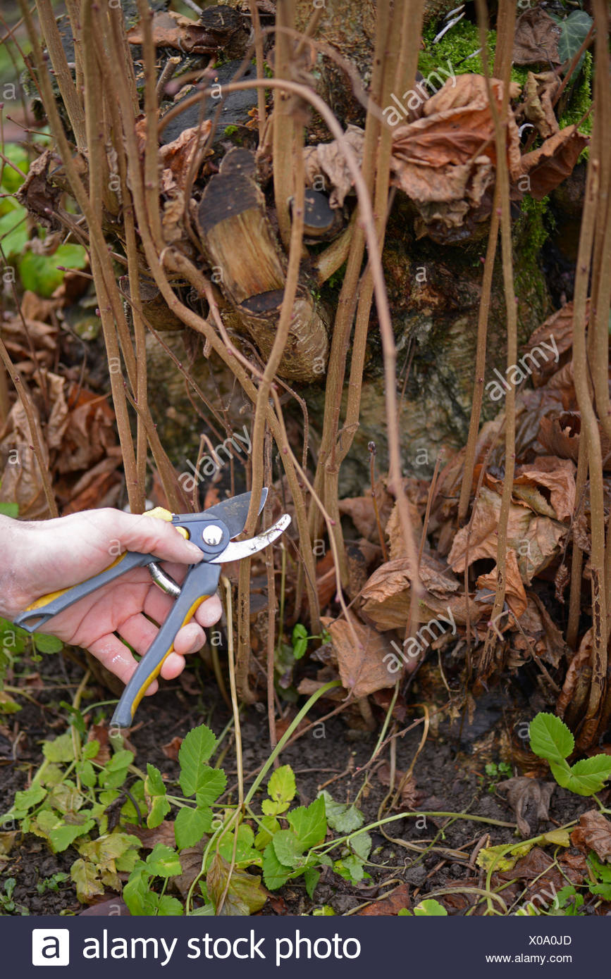 Hazel Shoots High Resolution Stock Photography and Images - Alamy