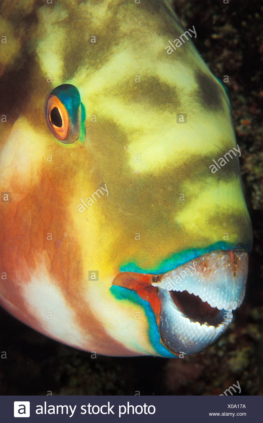 Parrotfish Teeth Stock Photos & Parrotfish Teeth Stock Images - Alamy