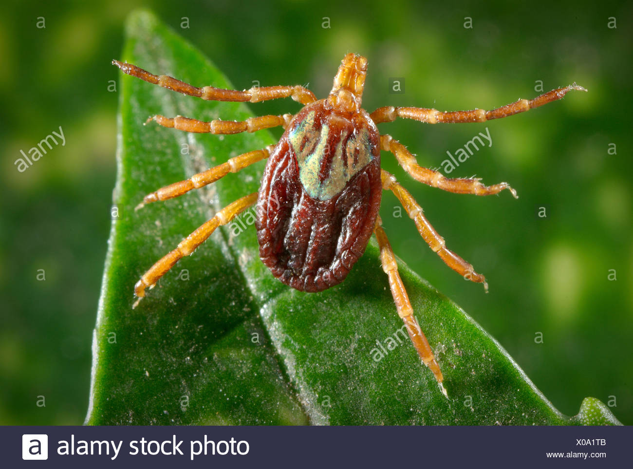 Amblyomma Stock Photos & Amblyomma Stock Images - Alamy
