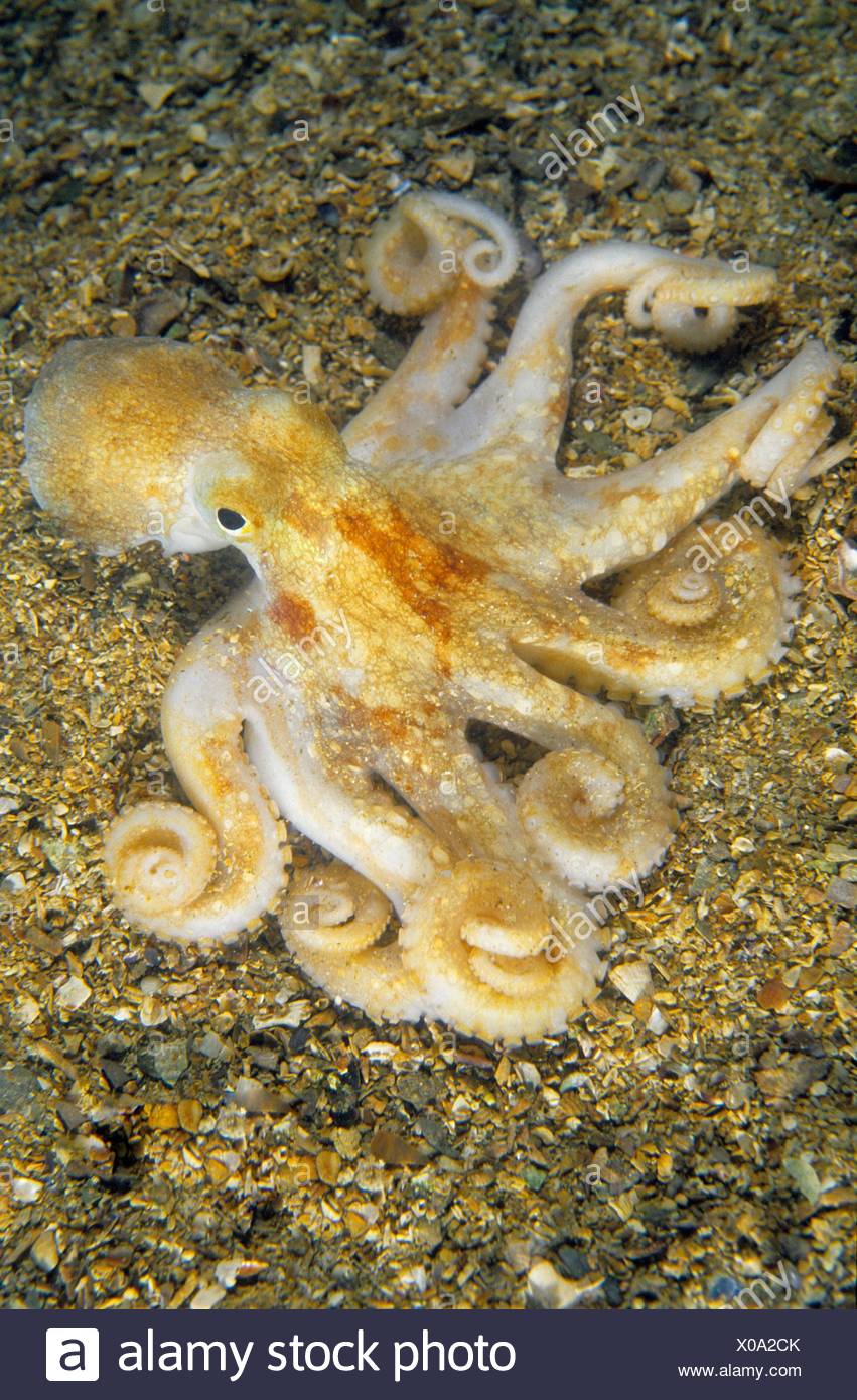 Membrana High Resolution Stock Photography and Images - Alamy