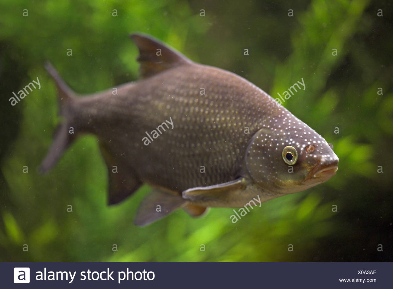 Spawning Tubercles Stock Photos & Spawning Tubercles Stock Images - Alamy
