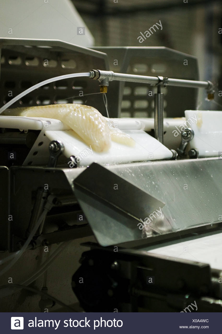 Fish Processing Plant High Resolution Stock Photography and Images - Alamy